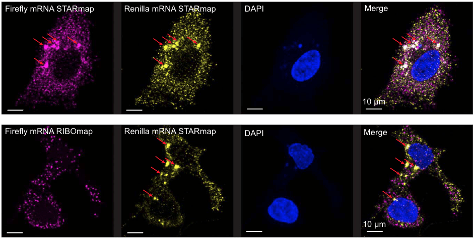 Products | Stellaromics Inc
