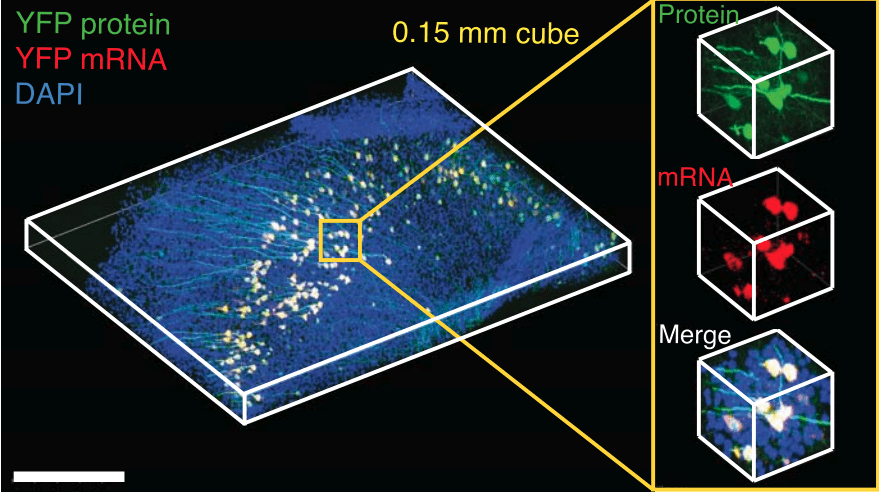 Products | Stellaromics Inc